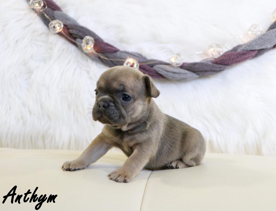 Frenchie Puppies | Bundles of Love | Pug and Frenchies Puppies | Iowa