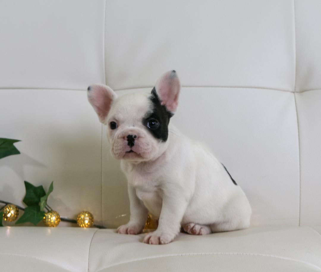 Frenchie Puppies | Bundles of Love | Pug and Frenchies Puppies | Iowa
