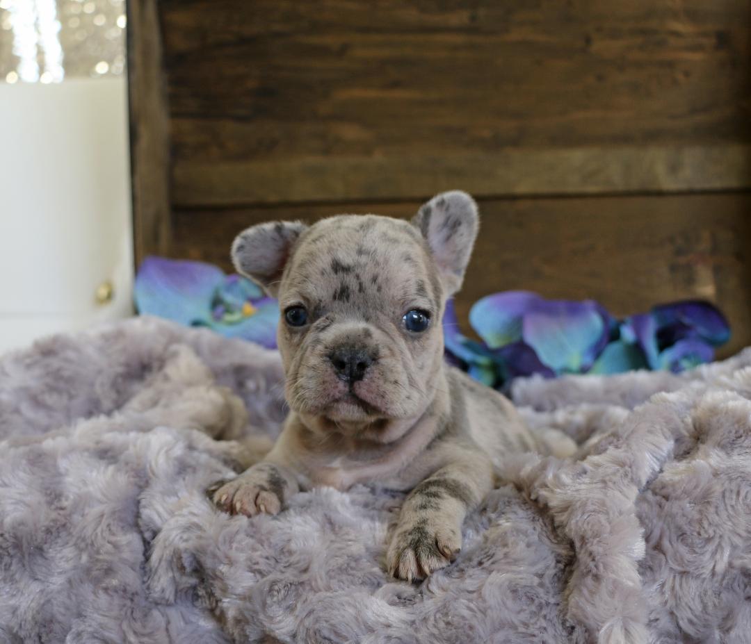 Frenchie Puppies | Bundles of Love | Pug and Frenchies Puppies | Iowa