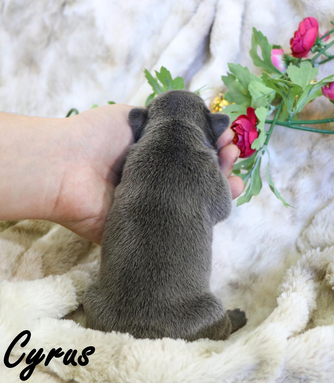 Frenchie Puppies | Bundles of Love | Pug and Frenchies Puppies | Iowa