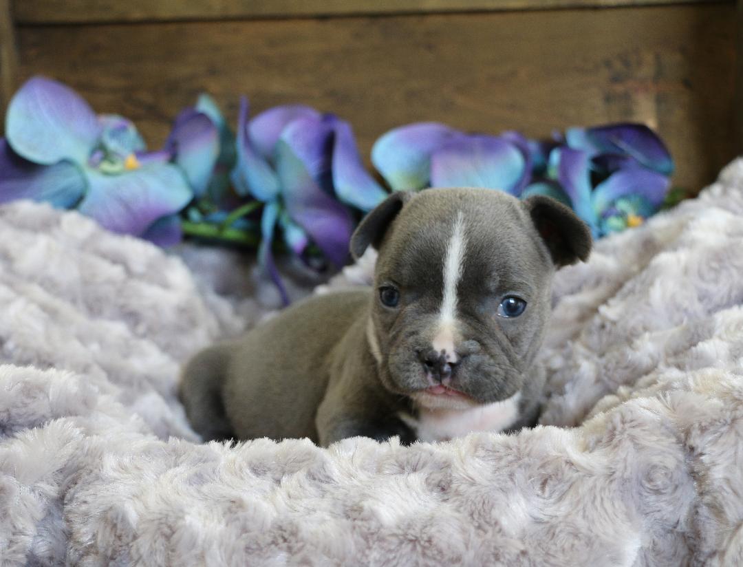 Frenchie Puppies | Bundles of Love | Pug and Frenchies Puppies | Iowa