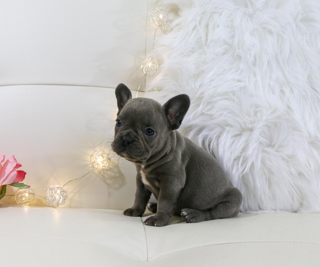 Frenchie Puppies | Bundles of Love | Pug and Frenchies Puppies | Iowa