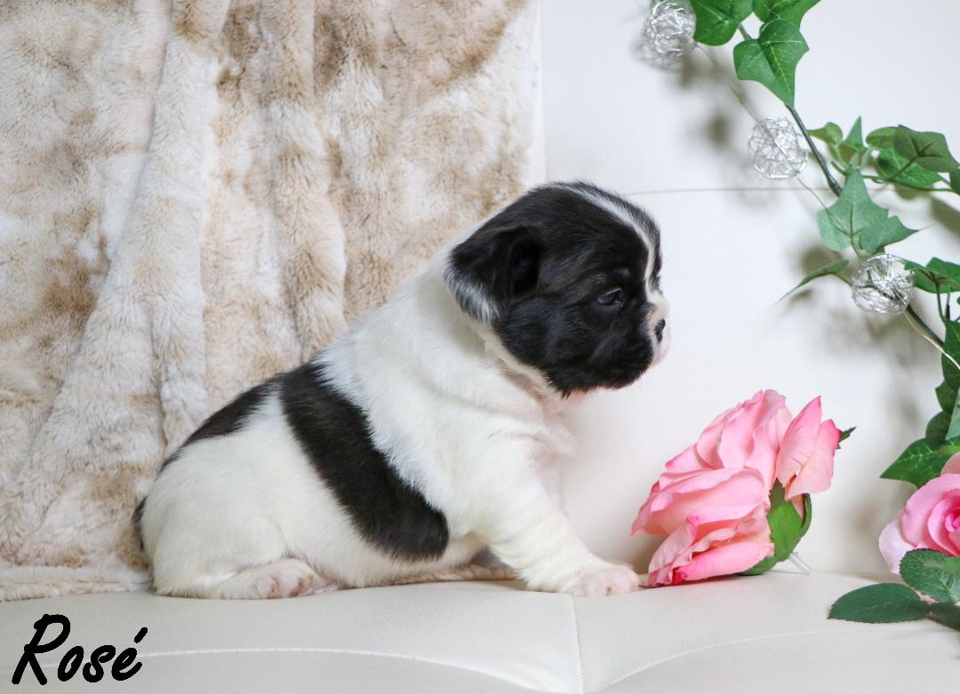 Frenchie Puppies | Bundles of Love | Pug and Frenchies Puppies | Iowa