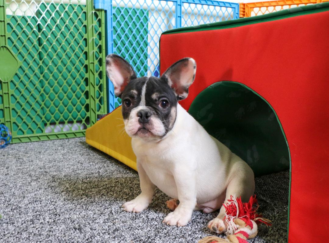 Frenchie Puppies | Bundles of Love | Pug and Frenchies Puppies | Iowa
