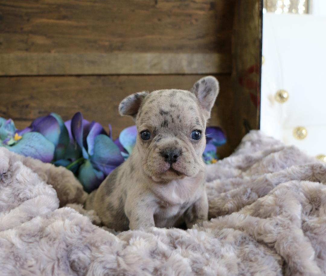 Frenchie Puppies | Bundles of Love | Pug and Frenchies Puppies | Iowa