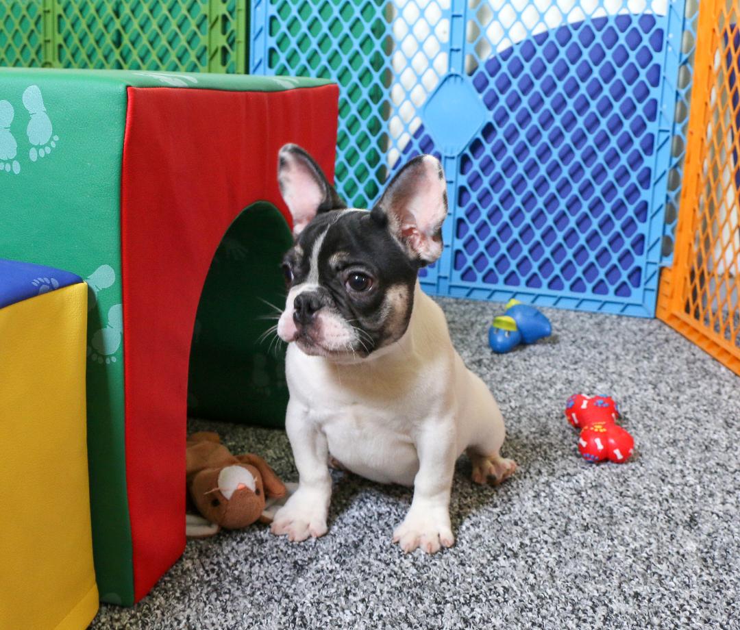 Frenchie Puppies | Bundles of Love | Pug and Frenchies Puppies | Iowa