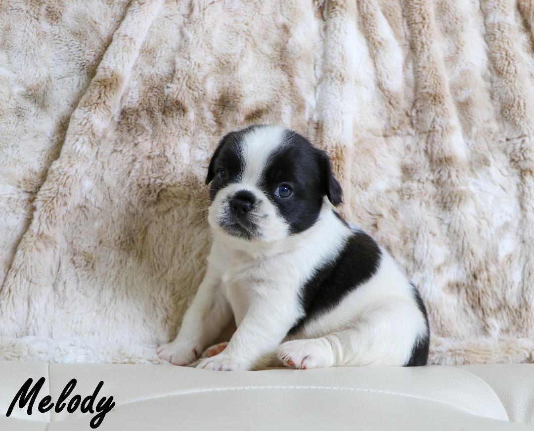 Frenchie Puppies | Bundles of Love | Pug and Frenchies Puppies | Iowa