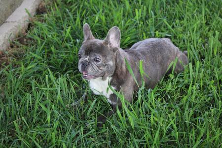 Frenchie Puppies | Bundles of Love | Pug and Frenchies Puppies | Iowa