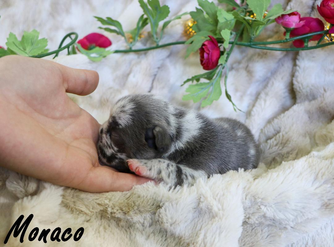 Frenchie Puppies | Bundles of Love | Pug and Frenchies Puppies | Iowa