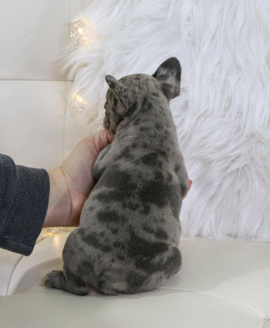 Frenchie Puppies | Bundles of Love | Pug and Frenchies Puppies | Iowa