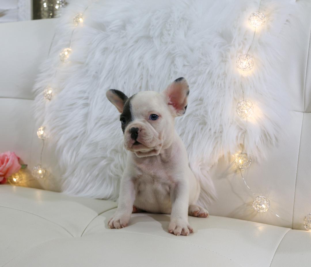 Frenchie Puppies | Bundles of Love | Pug and Frenchies Puppies | Iowa
