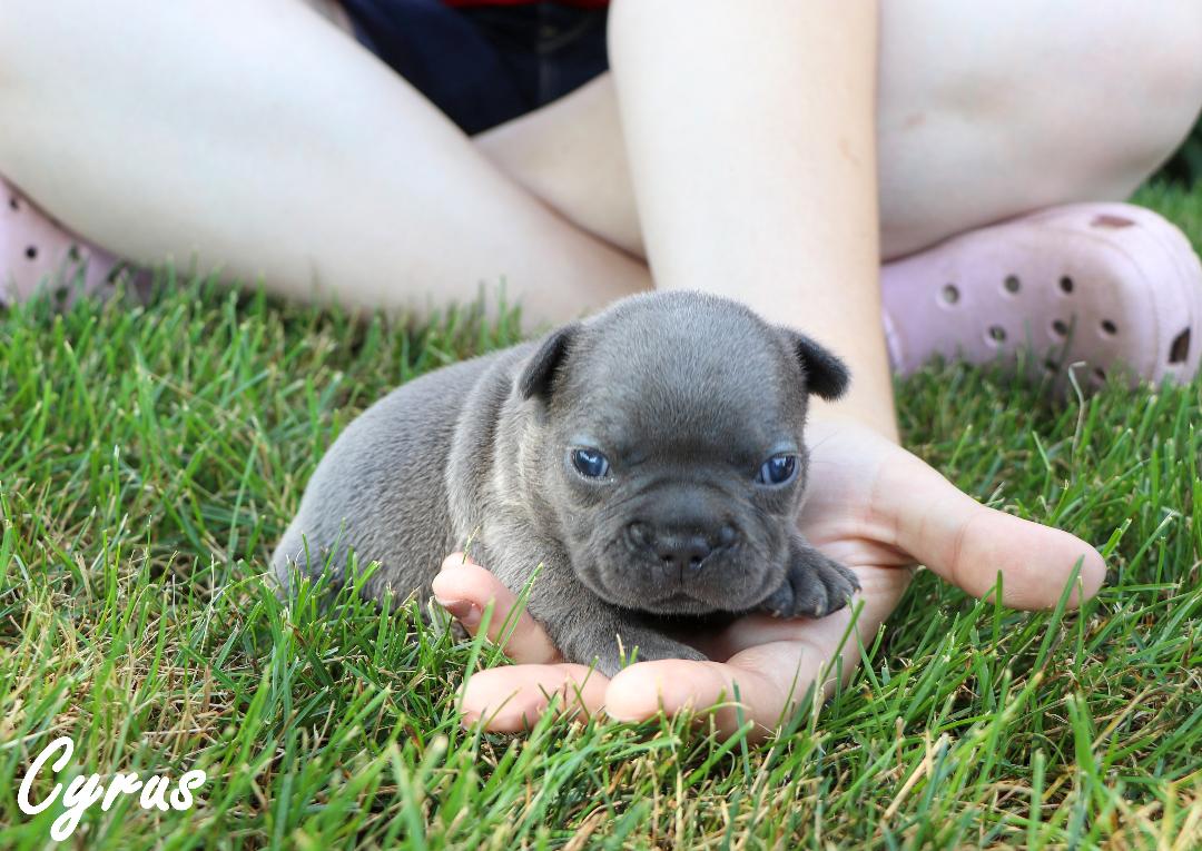 Frenchie Puppies | Bundles of Love | Pug and Frenchies Puppies | Iowa