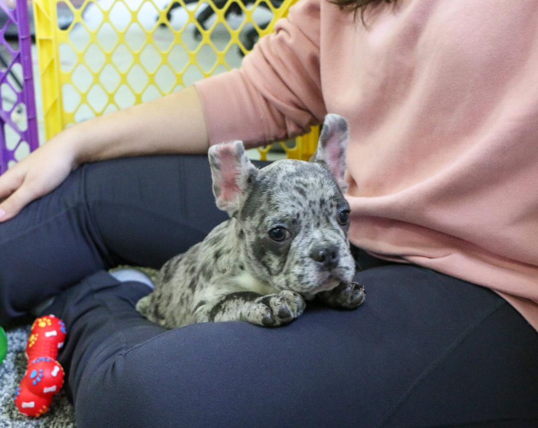 Frenchie Puppies | Bundles of Love | Pug and Frenchies Puppies | Iowa