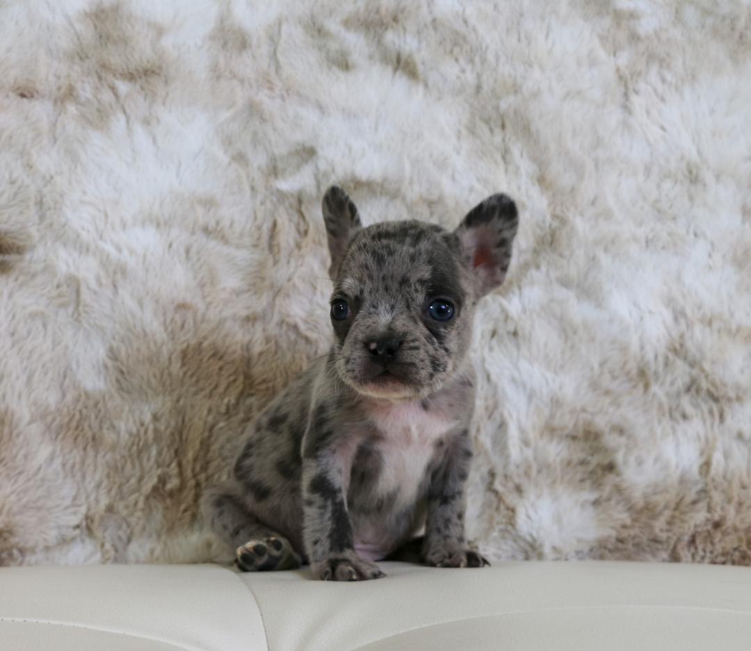 Frenchie Puppies | Bundles of Love | Pug and Frenchies Puppies | Iowa