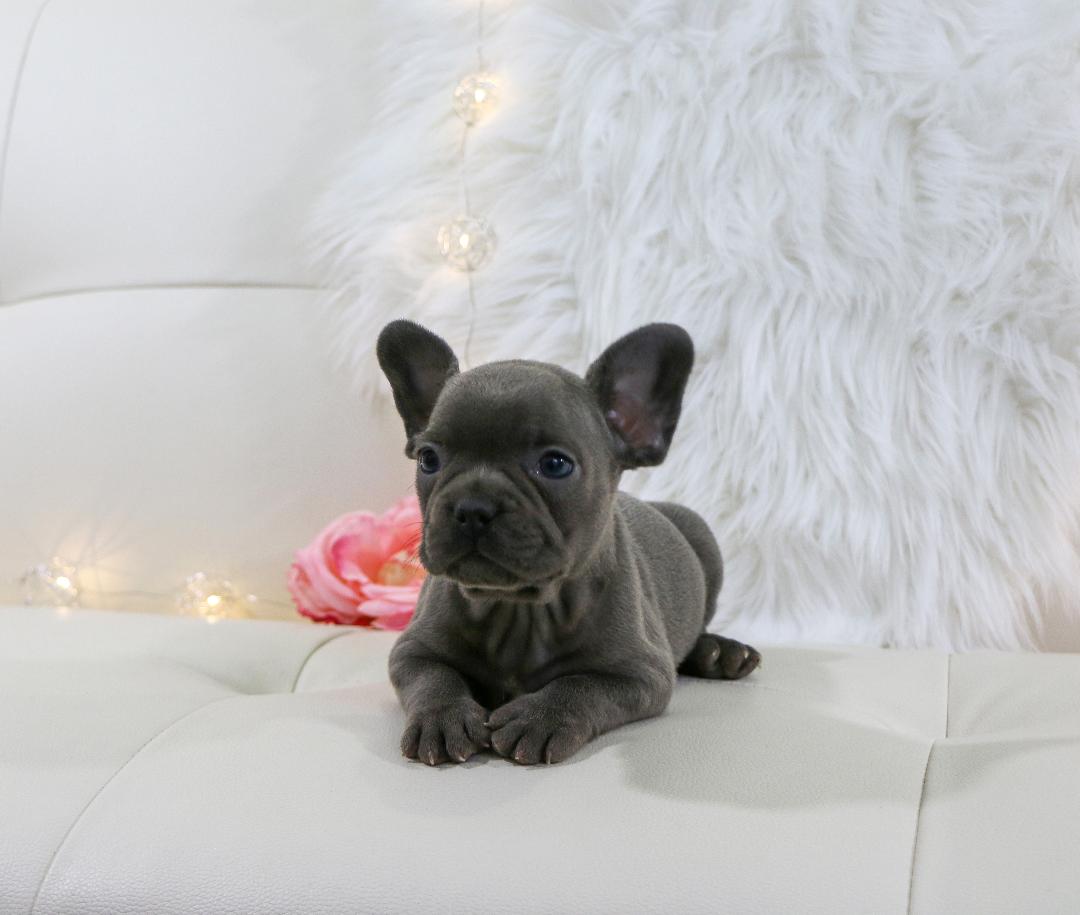 Frenchie Puppies | Bundles of Love | Pug and Frenchies Puppies | Iowa