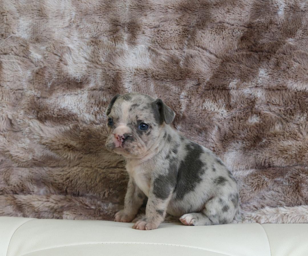 Frenchie Puppies | Bundles of Love | Pug and Frenchies Puppies | Iowa