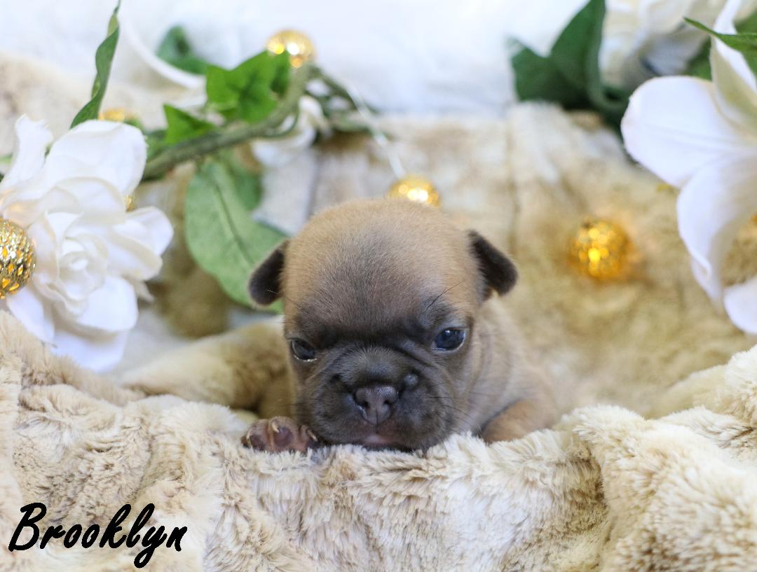 Frenchie Puppies | Bundles of Love | Pug and Frenchies Puppies | Iowa