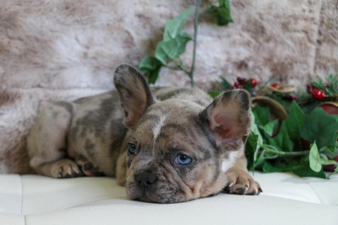 Frenchie Puppies | Bundles of Love | Pug and Frenchies Puppies | Iowa