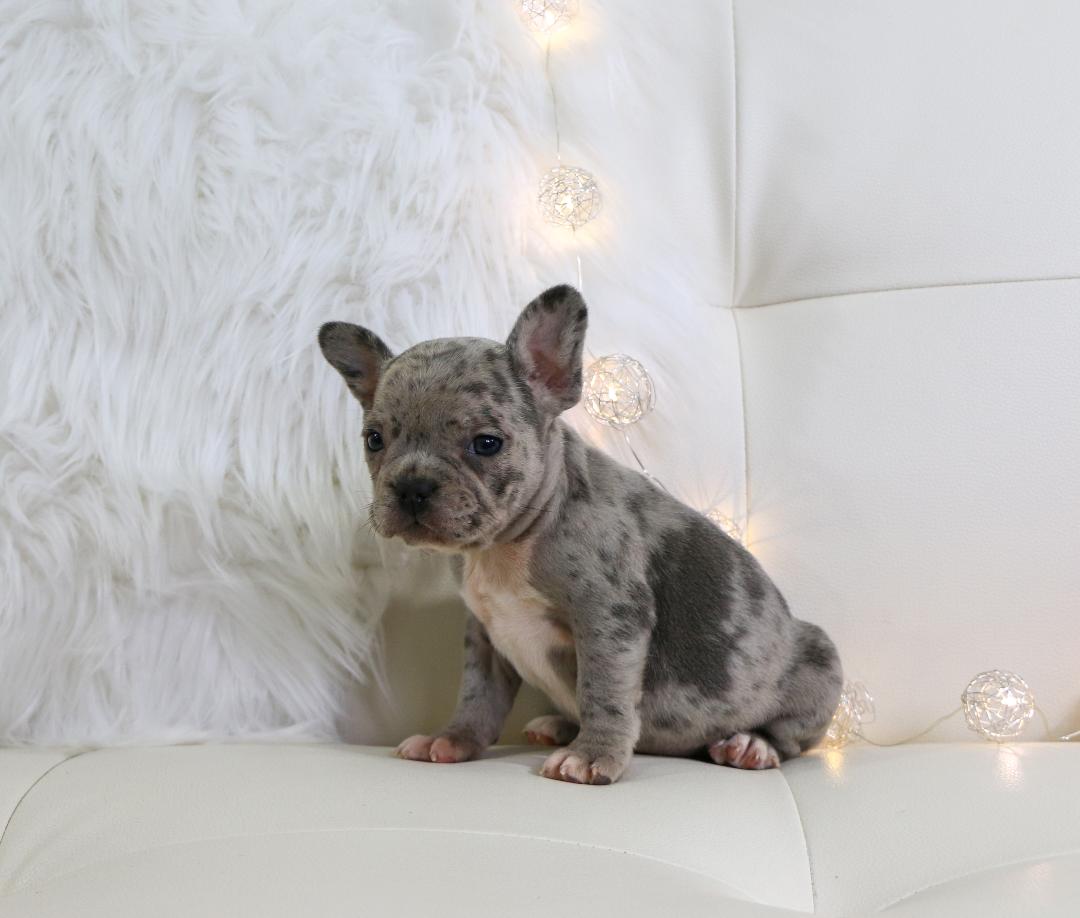 Frenchie Puppies | Bundles of Love | Pug and Frenchies Puppies | Iowa