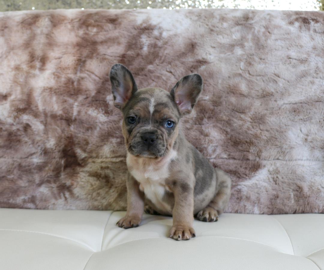 Frenchie Puppies | Bundles of Love | Pug and Frenchies Puppies | Iowa