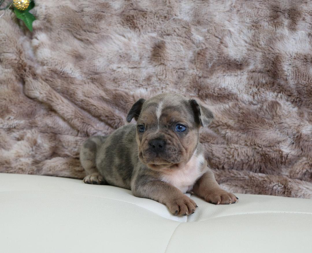 Frenchie Puppies | Bundles of Love | Pug and Frenchies Puppies | Iowa