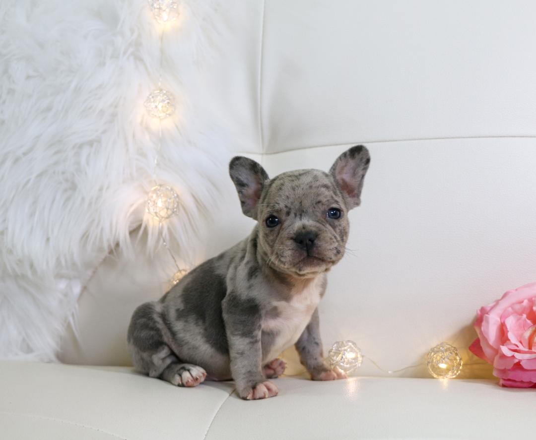 Frenchie Puppies | Bundles of Love | Pug and Frenchies Puppies | Iowa