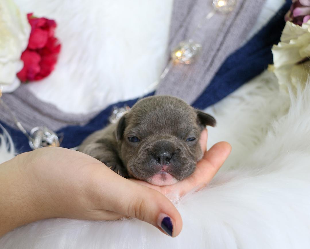 Frenchie Puppies | Bundles of Love | Pug and Frenchies Puppies | Iowa