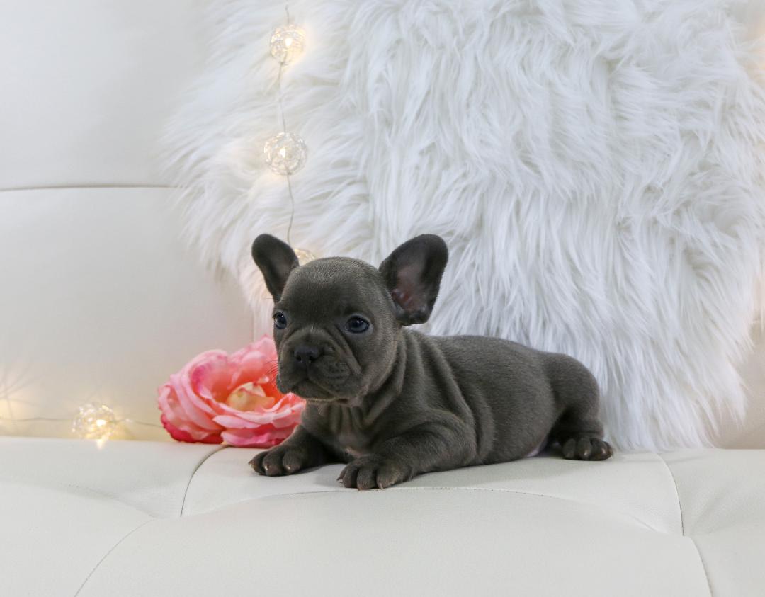 Frenchie Puppies | Bundles of Love | Pug and Frenchies Puppies | Iowa