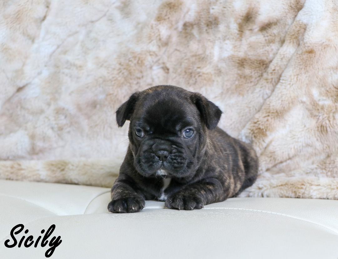 Frenchie Puppies | Bundles of Love | Pug and Frenchies Puppies | Iowa