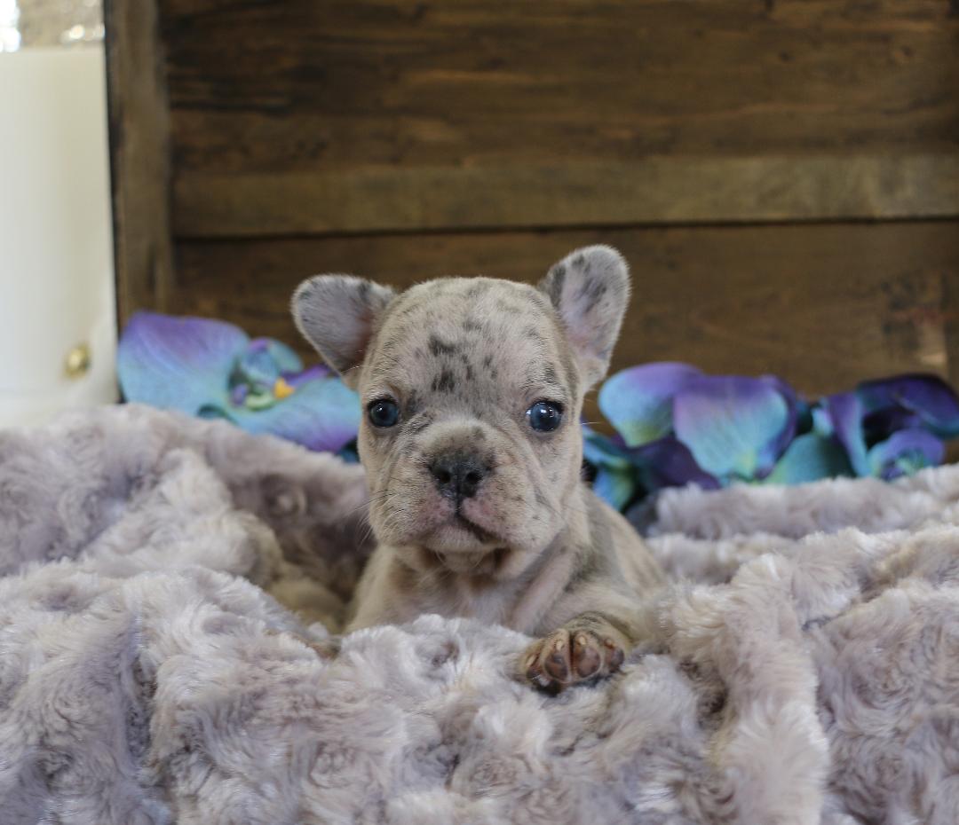 Frenchie Puppies | Bundles of Love | Pug and Frenchies Puppies | Iowa