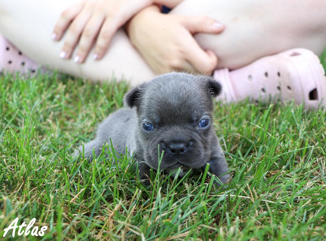 Frenchie Puppies | Bundles of Love | Pug and Frenchies Puppies | Iowa