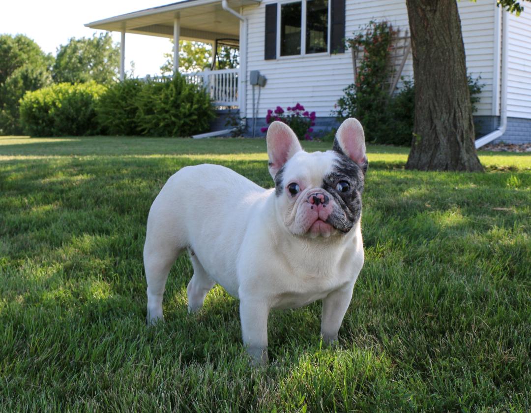 Frenchie Puppies | Bundles of Love | Pug and Frenchies Puppies | Iowa
