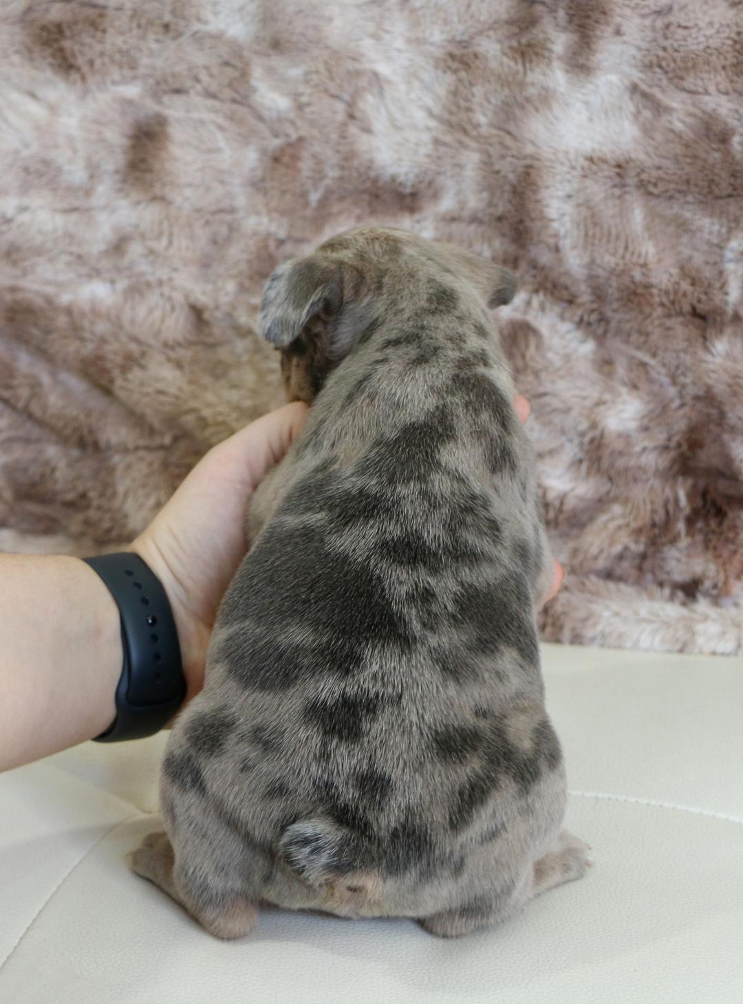 Frenchie Puppies | Bundles of Love | Pug and Frenchies Puppies | Iowa