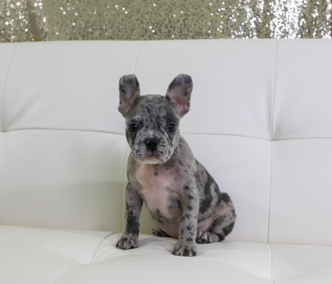 Frenchie Puppies | Bundles of Love | Pug and Frenchies Puppies | Iowa