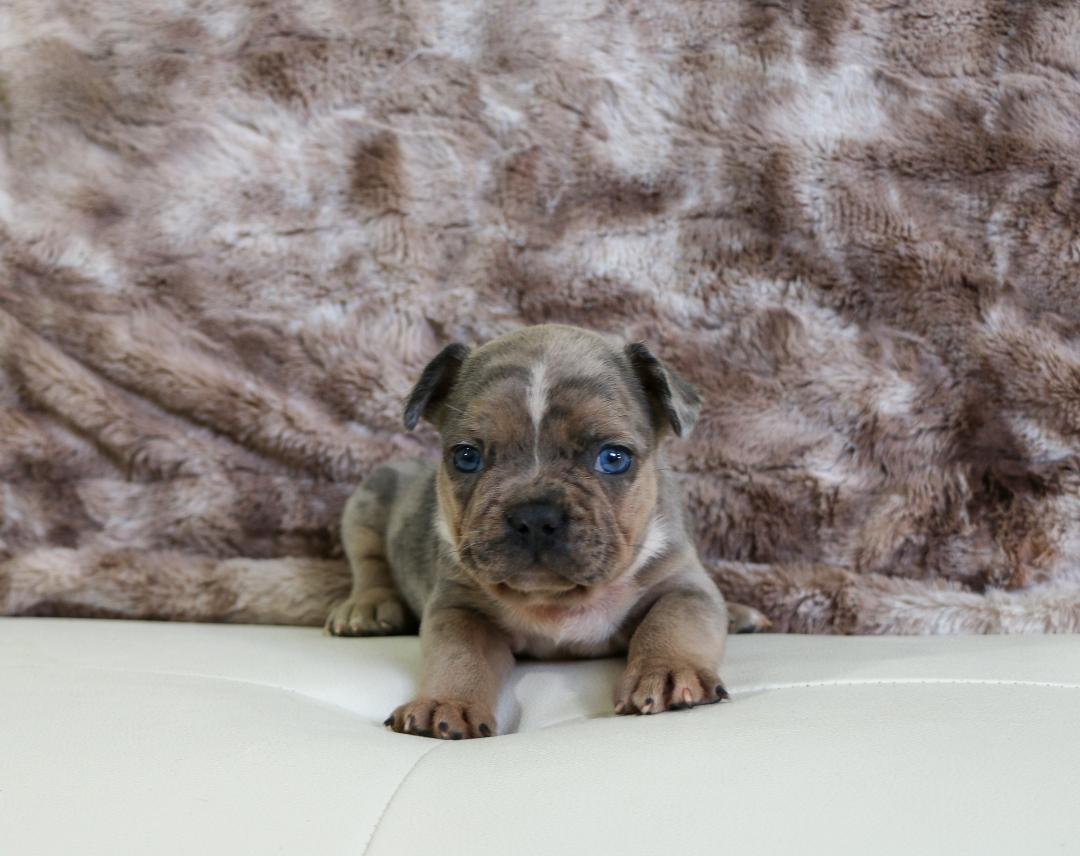 Frenchie Puppies | Bundles of Love | Pug and Frenchies Puppies | Iowa