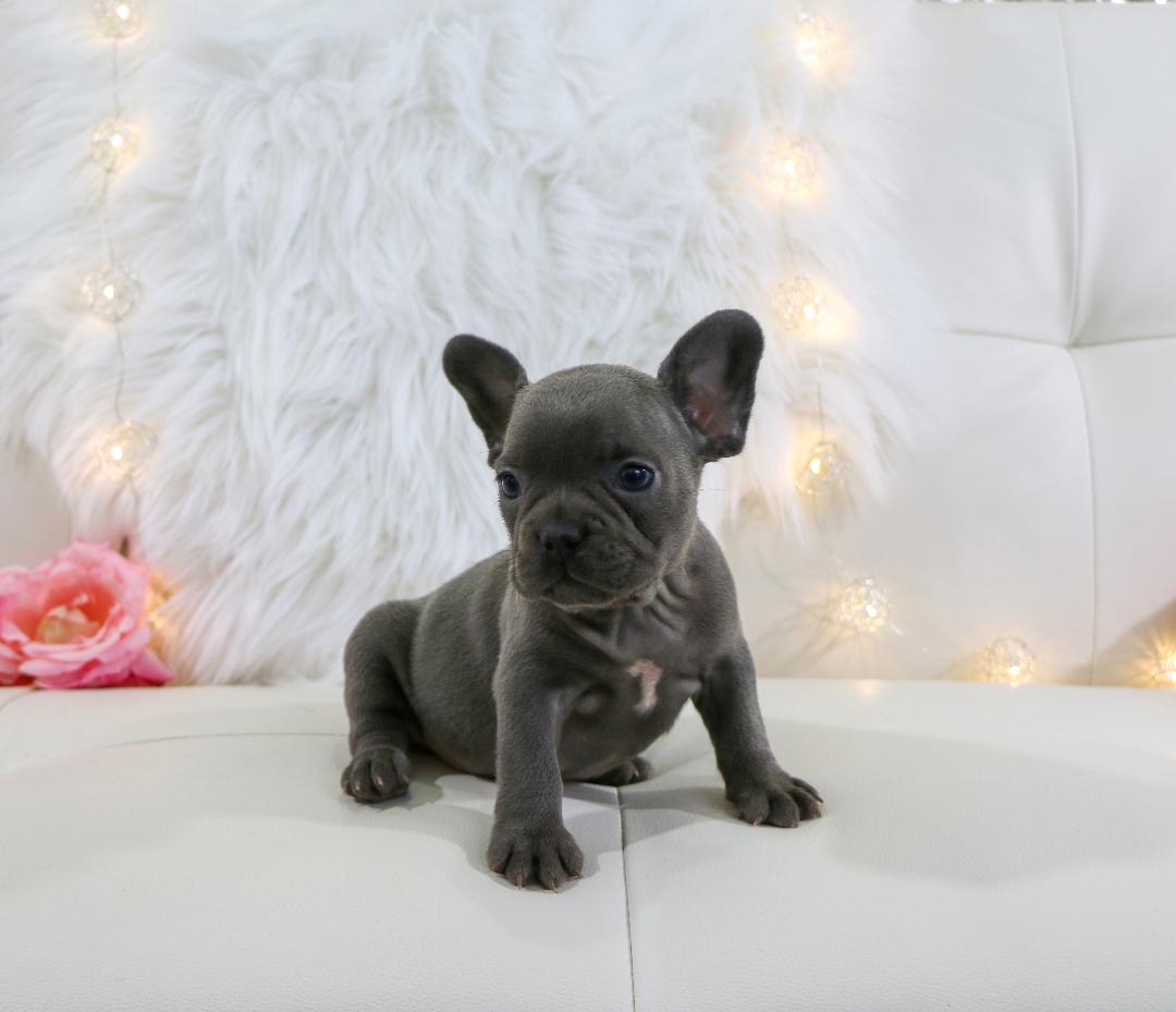 Frenchie Puppies | Bundles of Love | Pug and Frenchies Puppies | Iowa