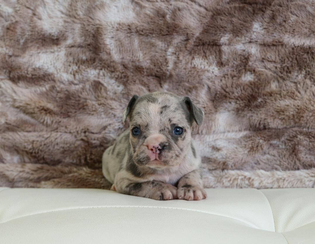 Frenchie Puppies | Bundles of Love | Pug and Frenchies Puppies | Iowa