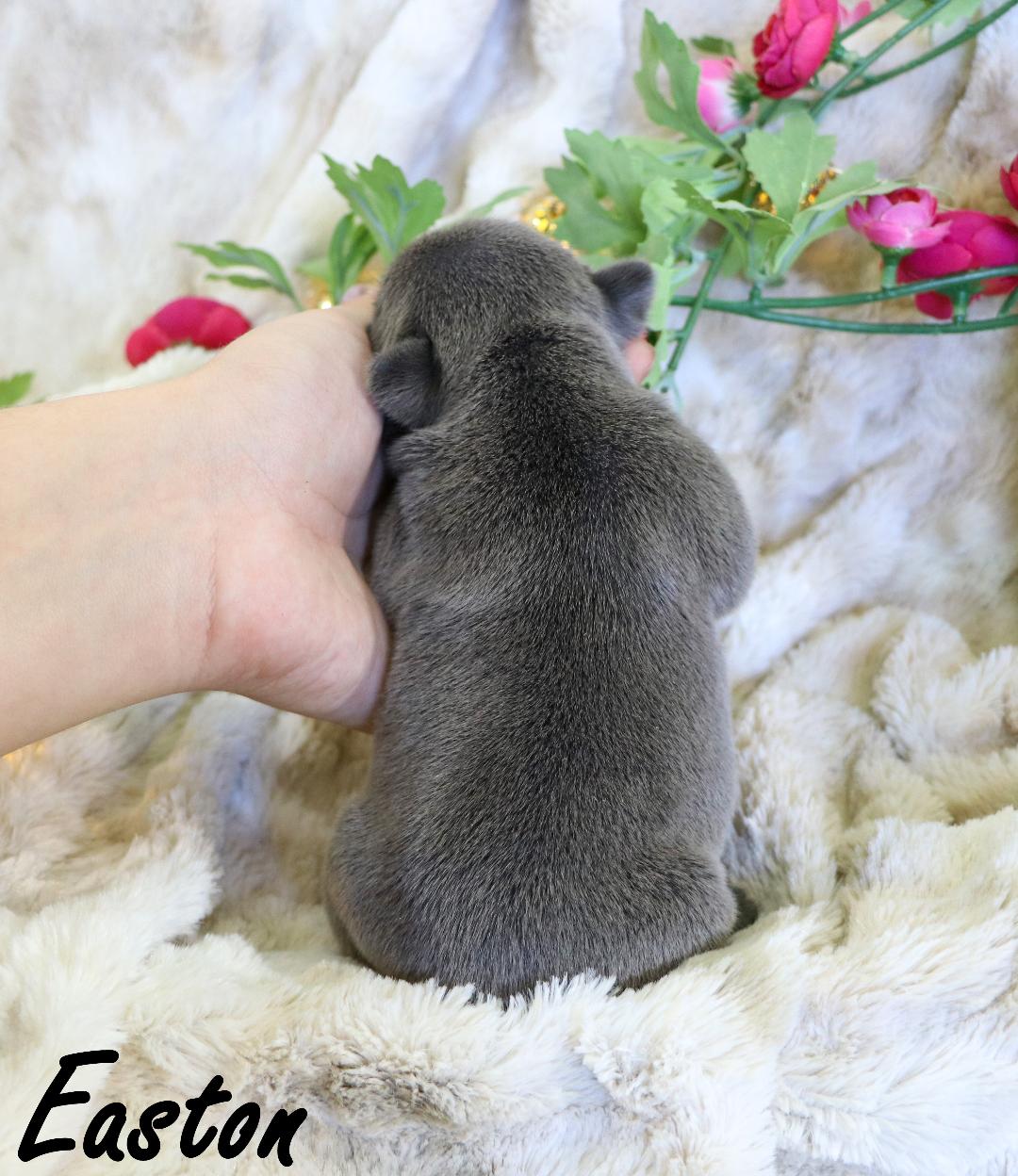 Frenchie Puppies | Bundles of Love | Pug and Frenchies Puppies | Iowa