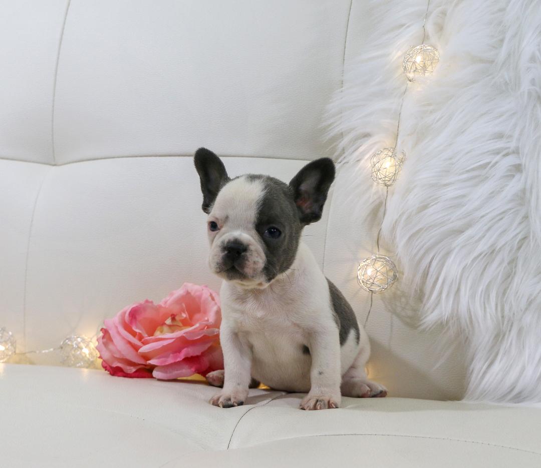 Frenchie Puppies | Bundles of Love | Pug and Frenchies Puppies | Iowa