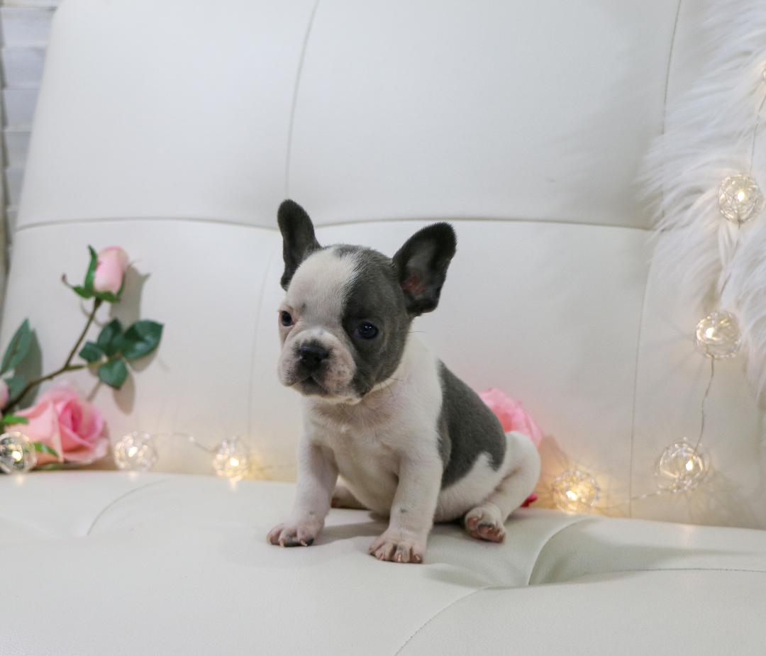 Frenchie Puppies | Bundles of Love | Pug and Frenchies Puppies | Iowa