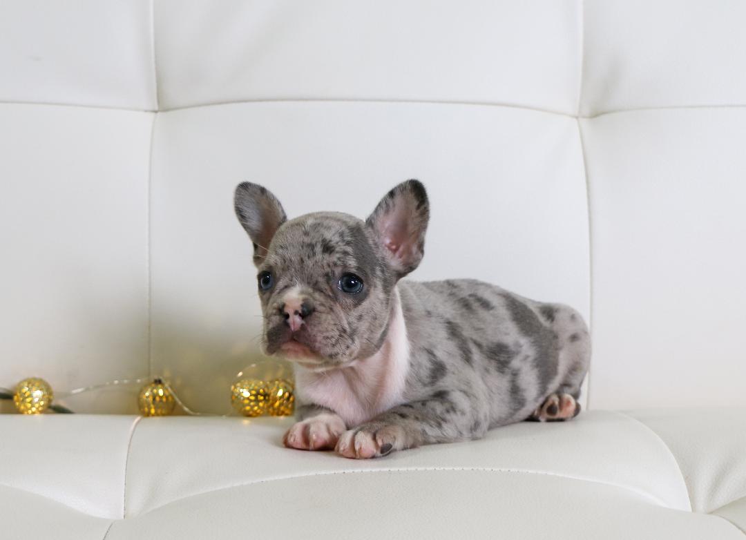 Frenchie Puppies | Bundles of Love | Pug and Frenchies Puppies | Iowa