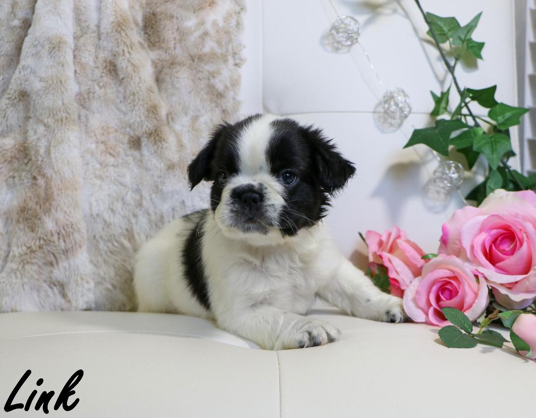 Frenchie Puppies | Bundles of Love | Pug and Frenchies Puppies | Iowa