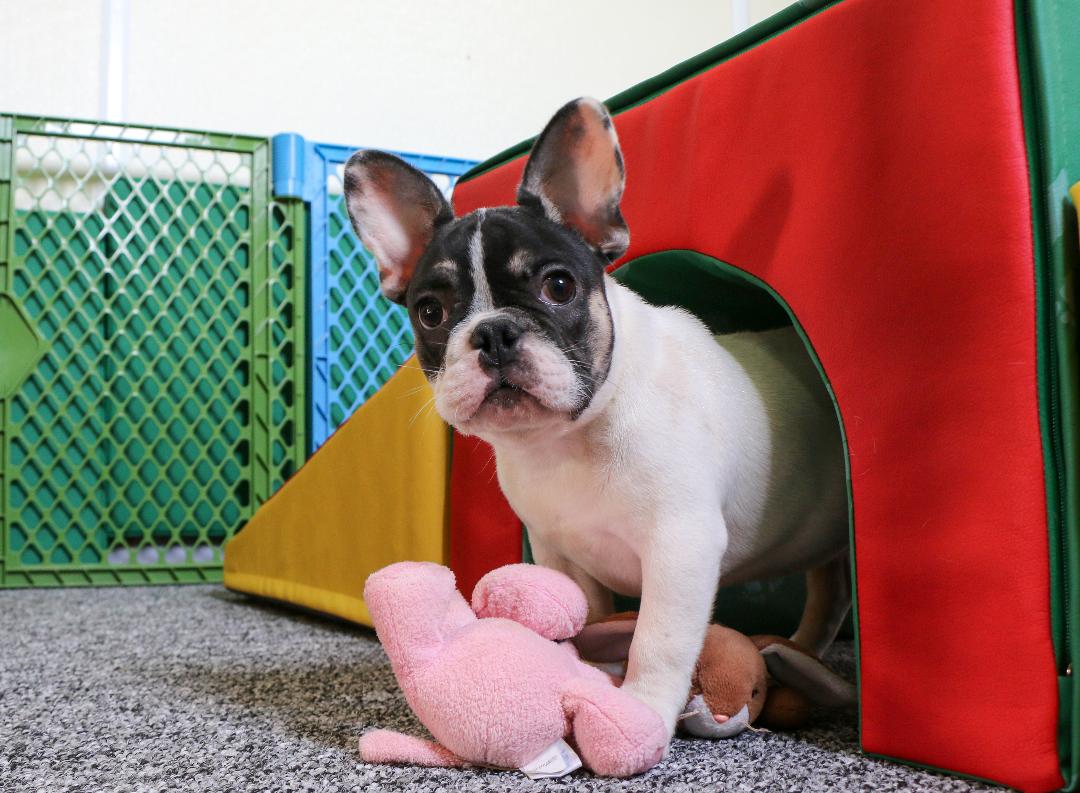 Frenchie Puppies | Bundles of Love | Pug and Frenchies Puppies | Iowa