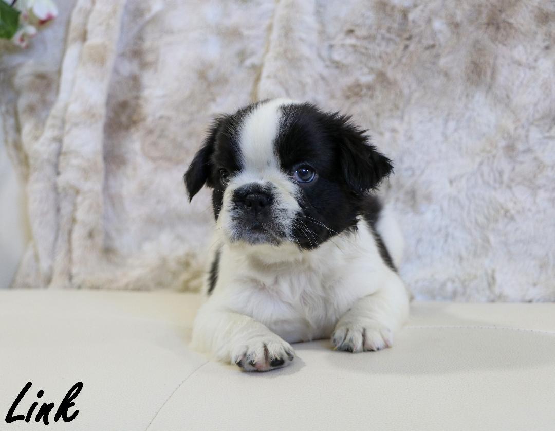 Frenchie Puppies | Bundles of Love | Pug and Frenchies Puppies | Iowa