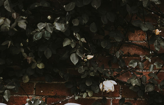 Spiritual Resources | White Rose Wisdom