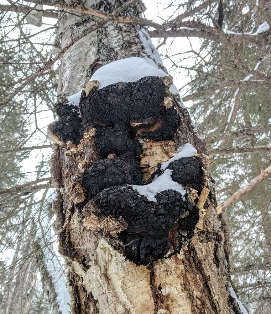 Chaga