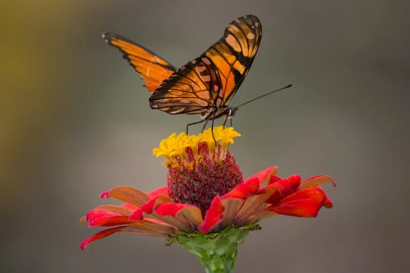 Maui Hawaii Tantra | Private Tantric Intimacy Coaching