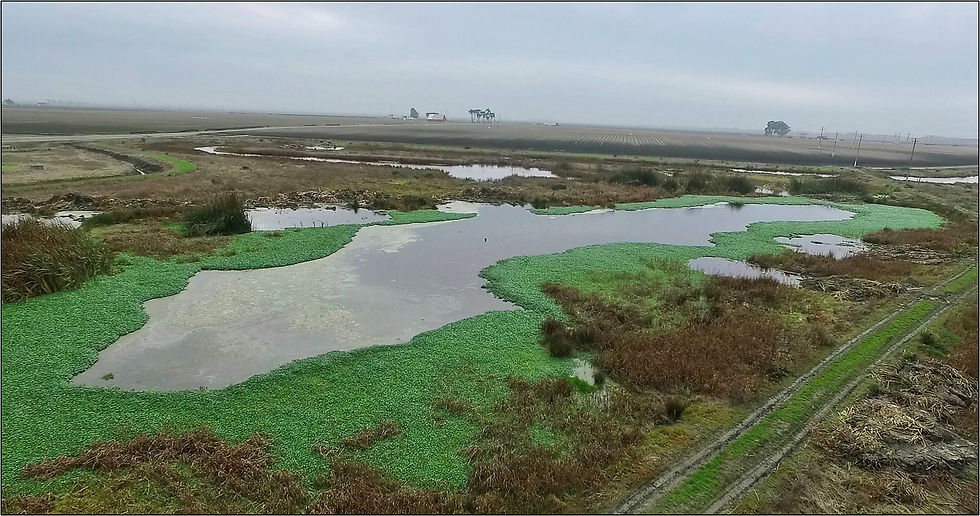 Multiple Benefits of Treatment Wetlands