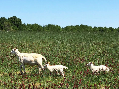 Katahdin Sheep Farm | Georgia, USA | Georgia Lamb at Hadden Farms