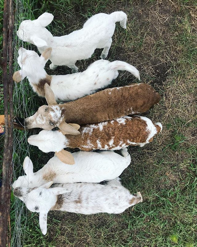 Katadhin Lambs | Gibson, Georgia | Georgia Lamb at Hadden Farms